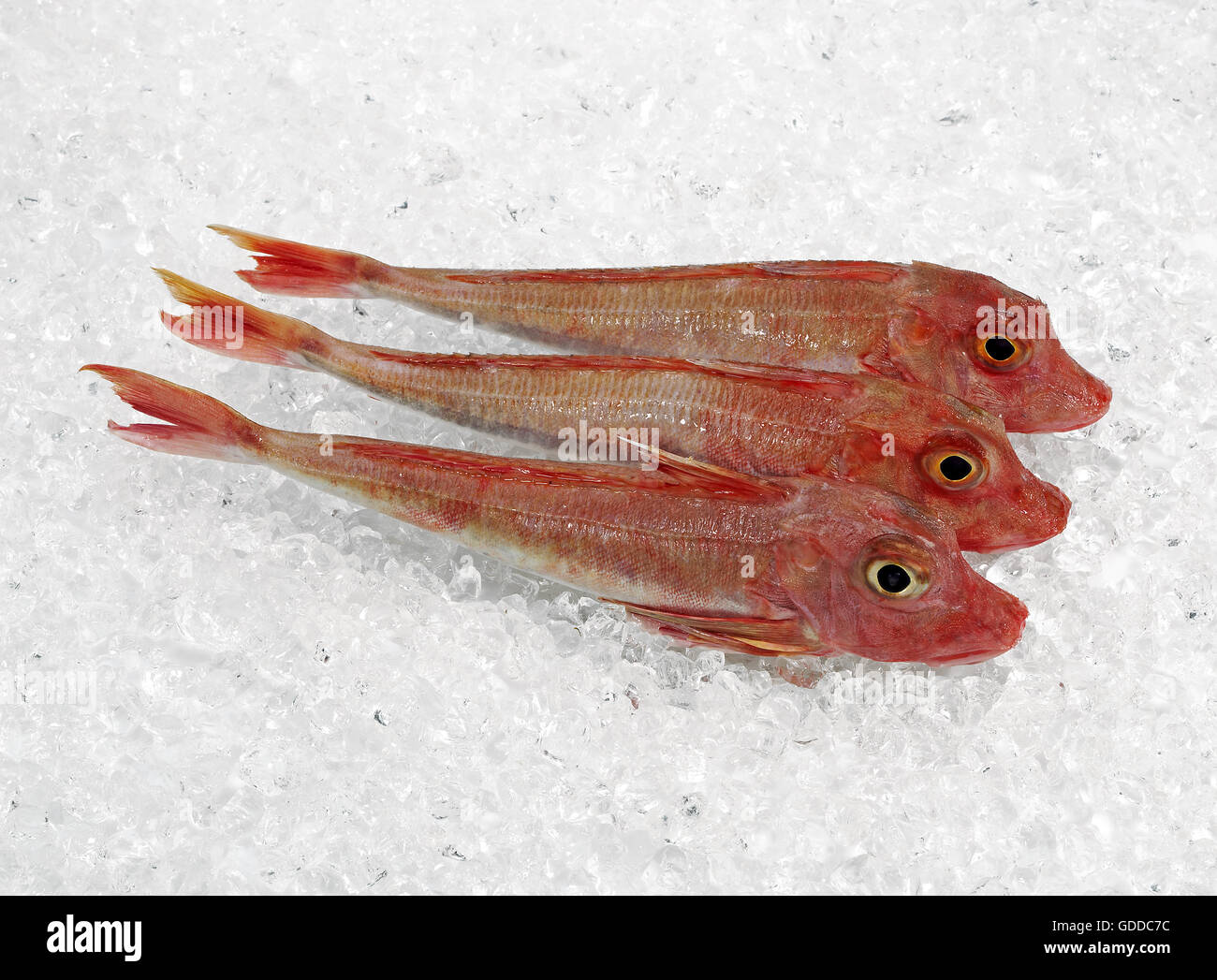 Red gurnards hi-res stock photography and images - Alamy