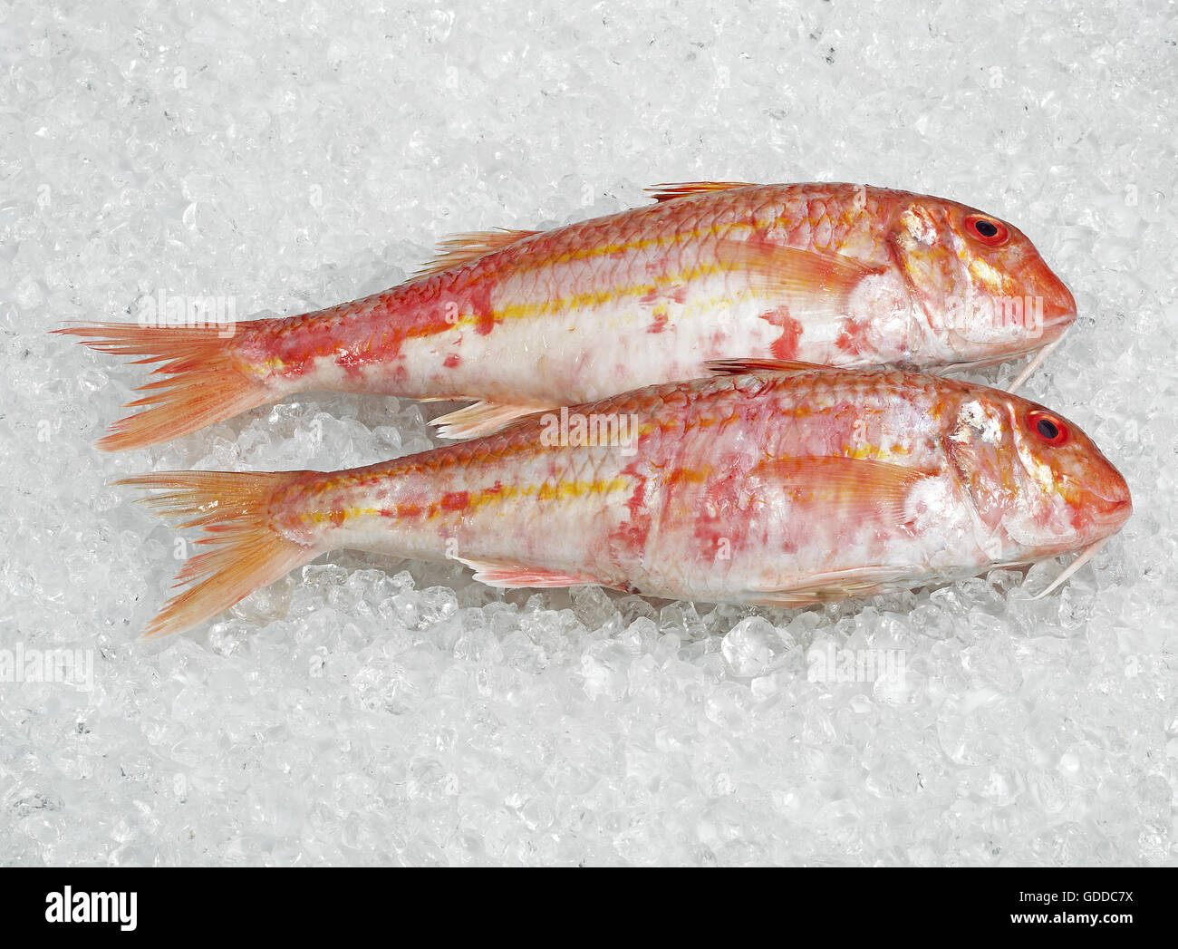 Striped red mullets mullus surmuletus hi-res stock photography and ...