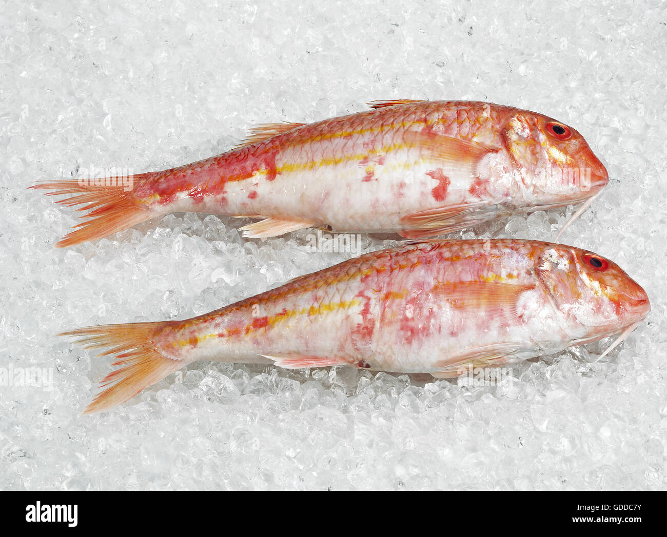 Striped red mullet mullus surmuletus hi-res stock photography and ...