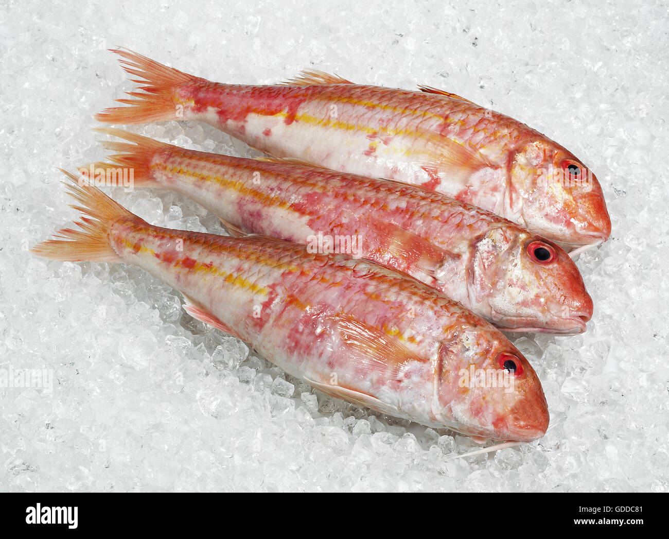 Striped red mullets mullus surmuletus hi-res stock photography and ...