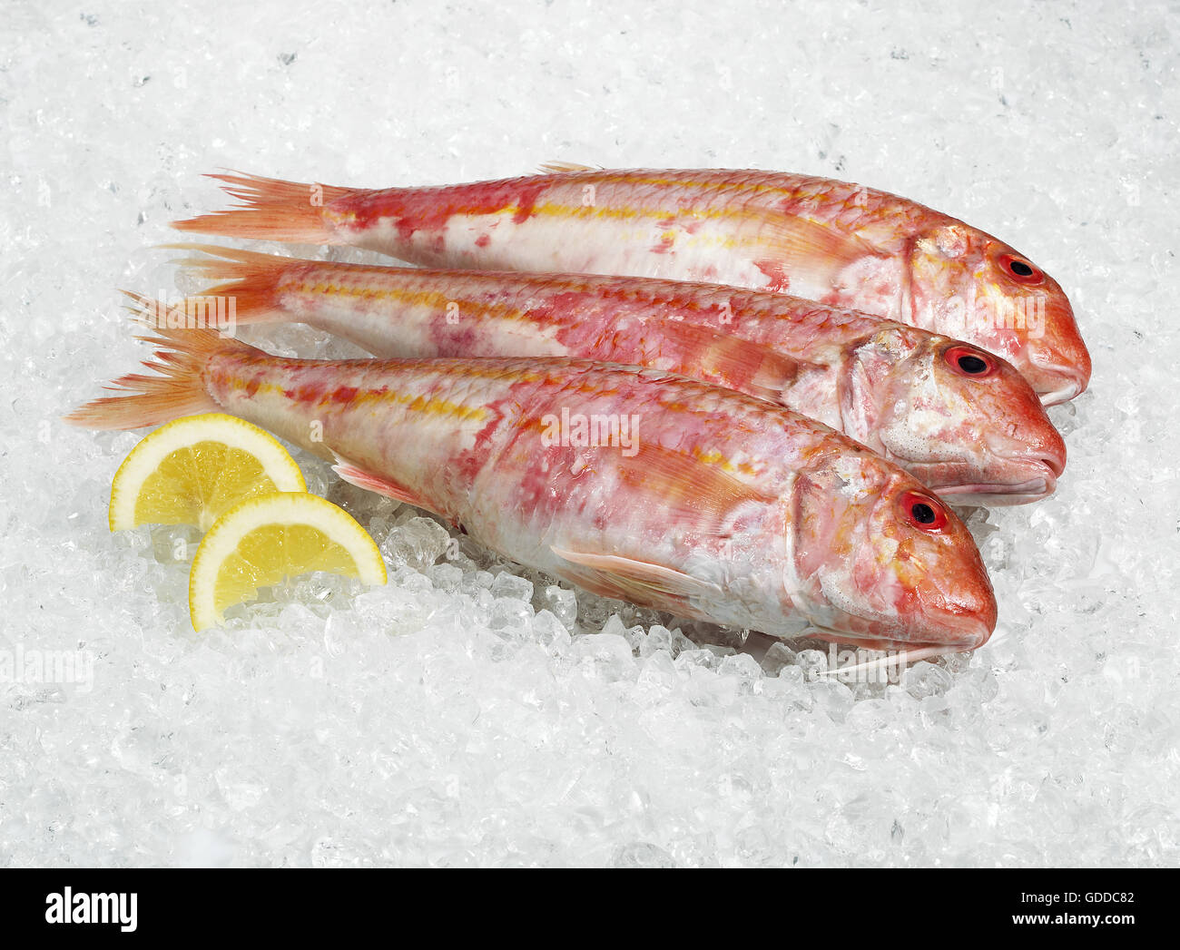 Striped red mullets mullus surmuletus hi-res stock photography and ...
