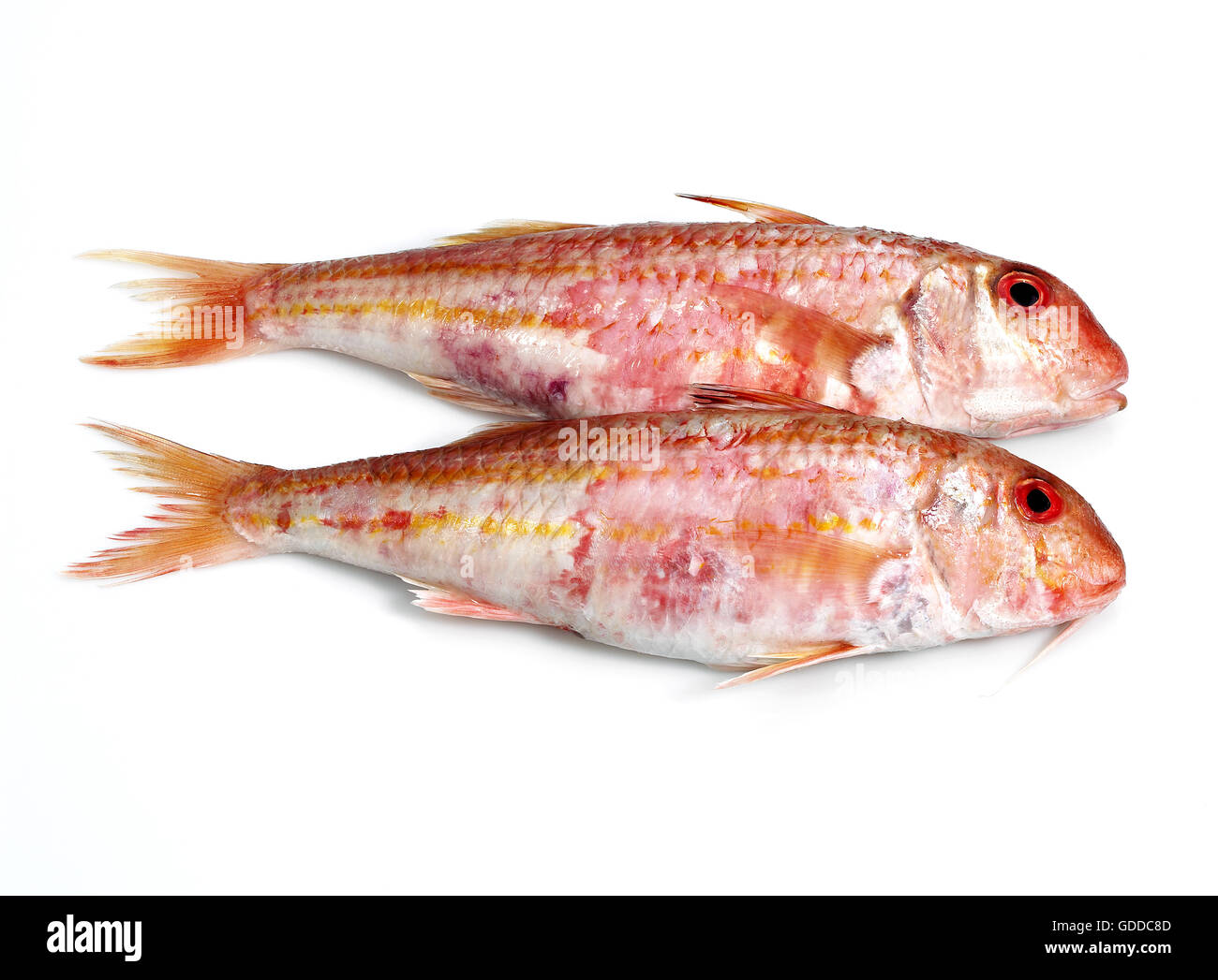 Striped red mullets mullus surmuletus Cut Out Stock Images & Pictures ...