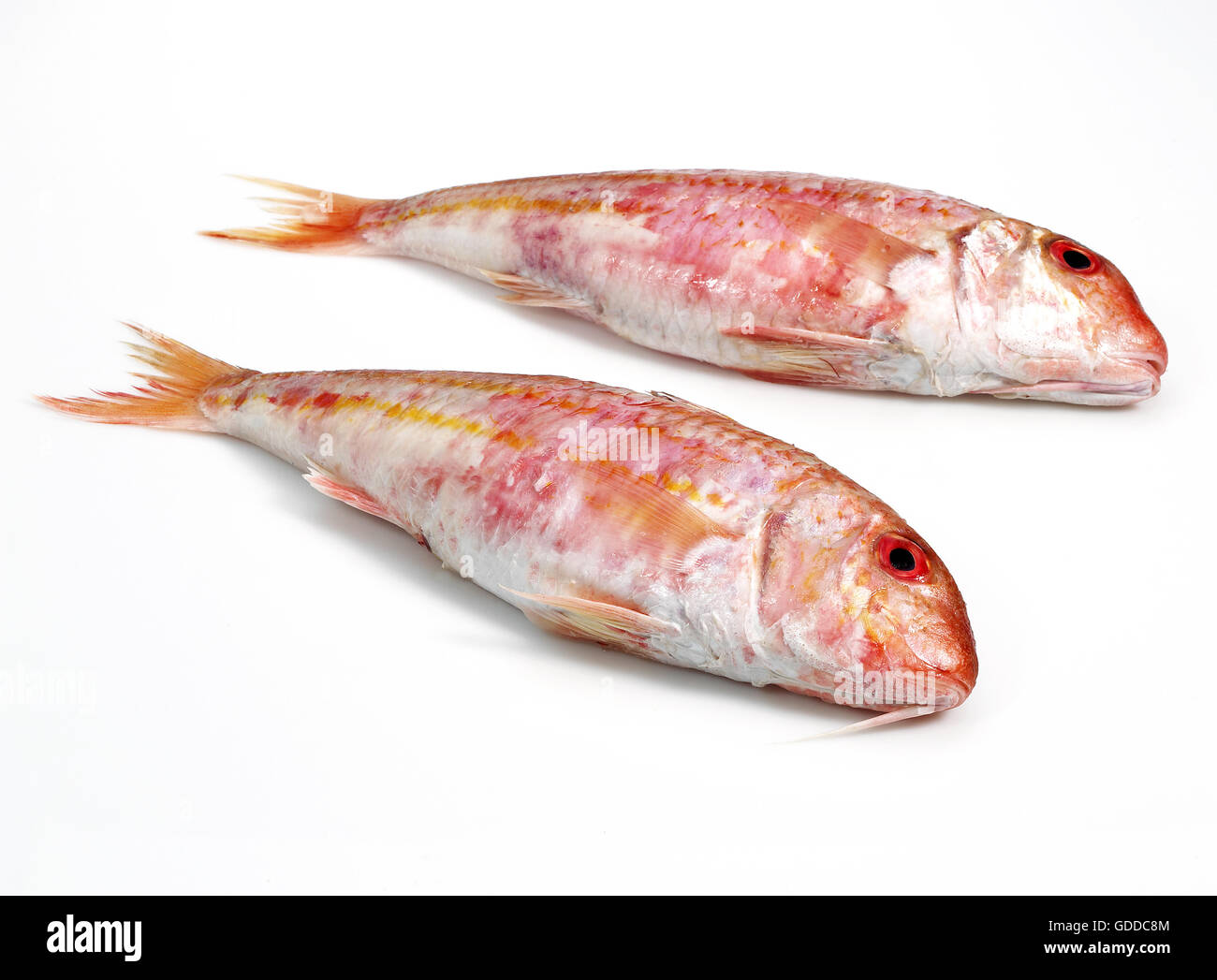 Mullus Cut Out Stock Images & Pictures - Alamy