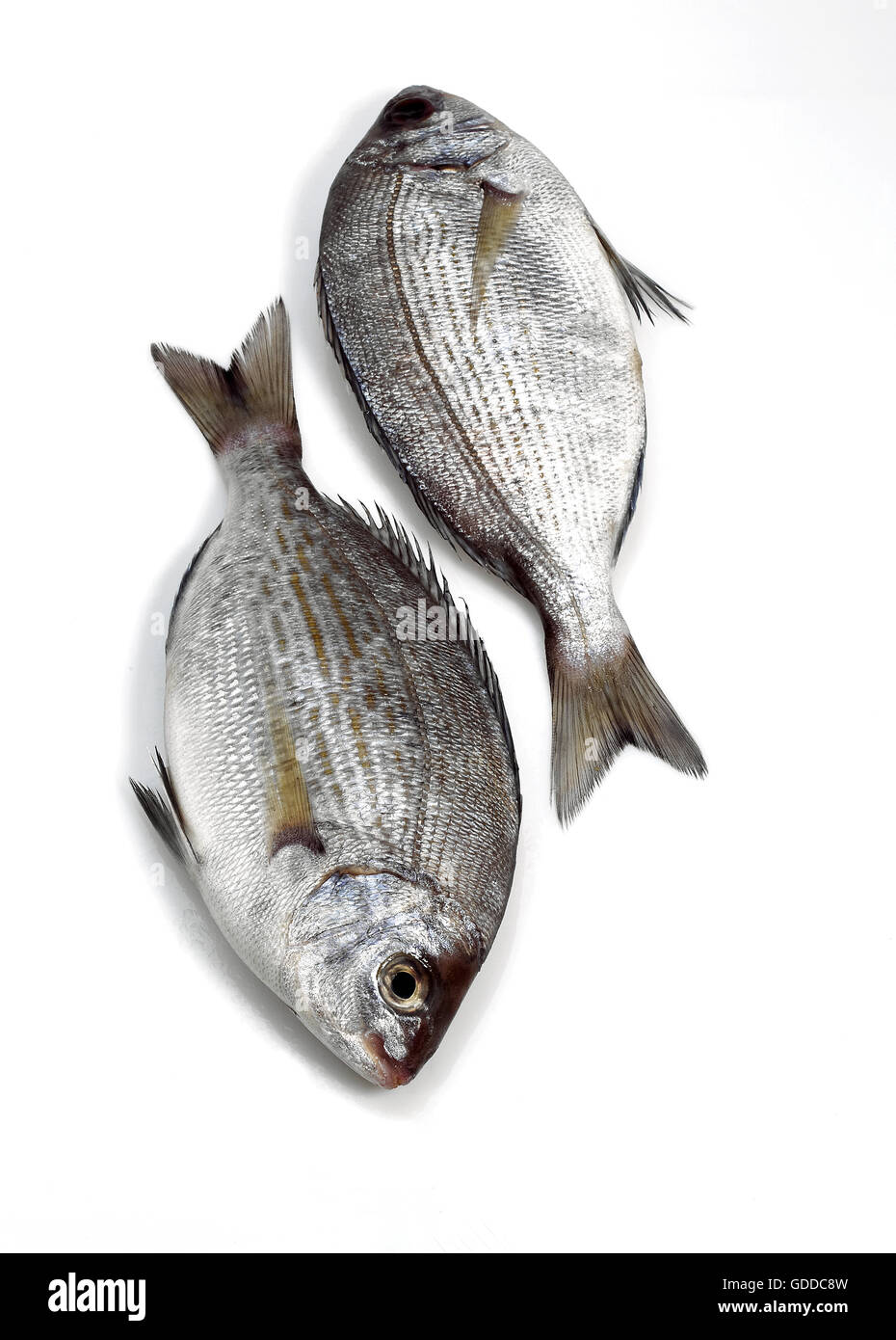 Grey Sea Bream, spondyliosoma cantharus, Fresh Fish against White ...