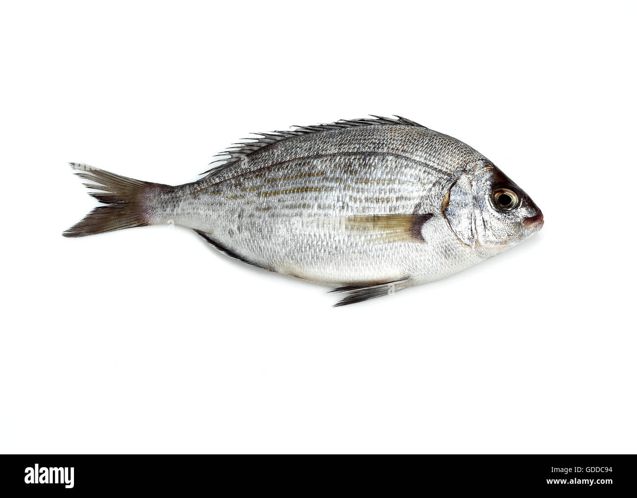 Black sea bream spondyliosoma cantharus hi-res stock photography and ...
