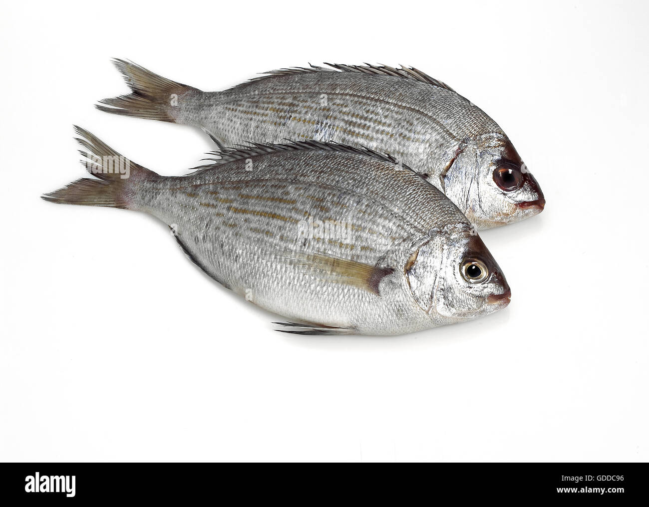 Grey Sea Bream, spondyliosoma cantharus, Fresh Fish against White ...