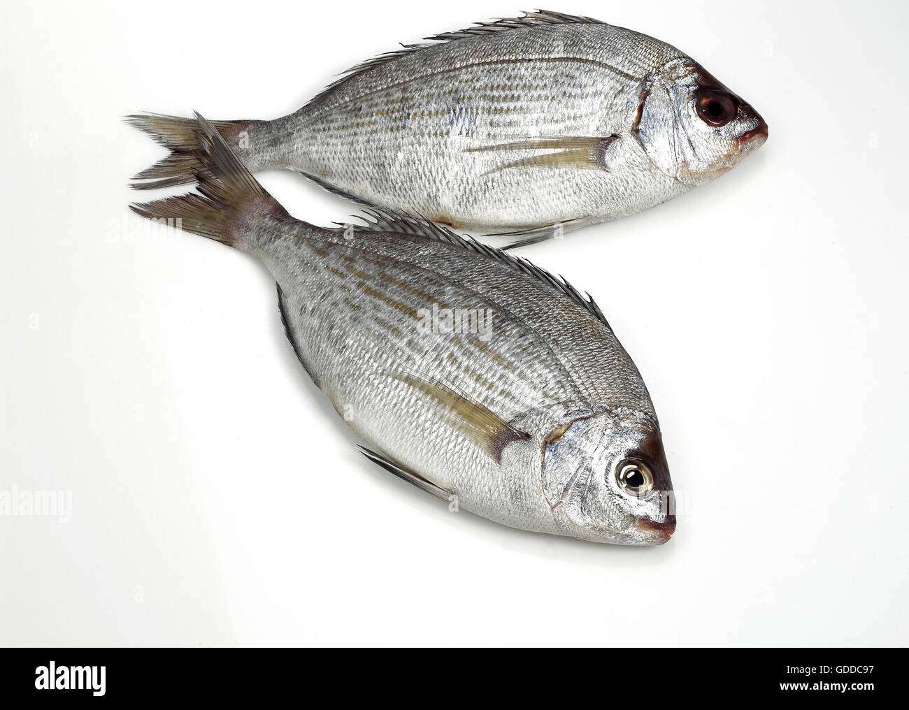 Grey sea bream hi-res stock photography and images - Alamy