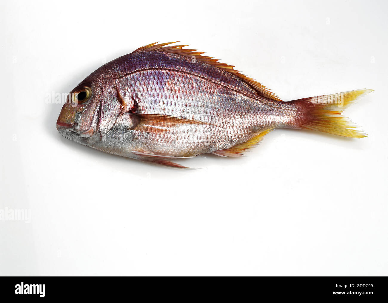 Red Sea Bream, pagellus bogaraveon, Fresh Fish against White Background ...