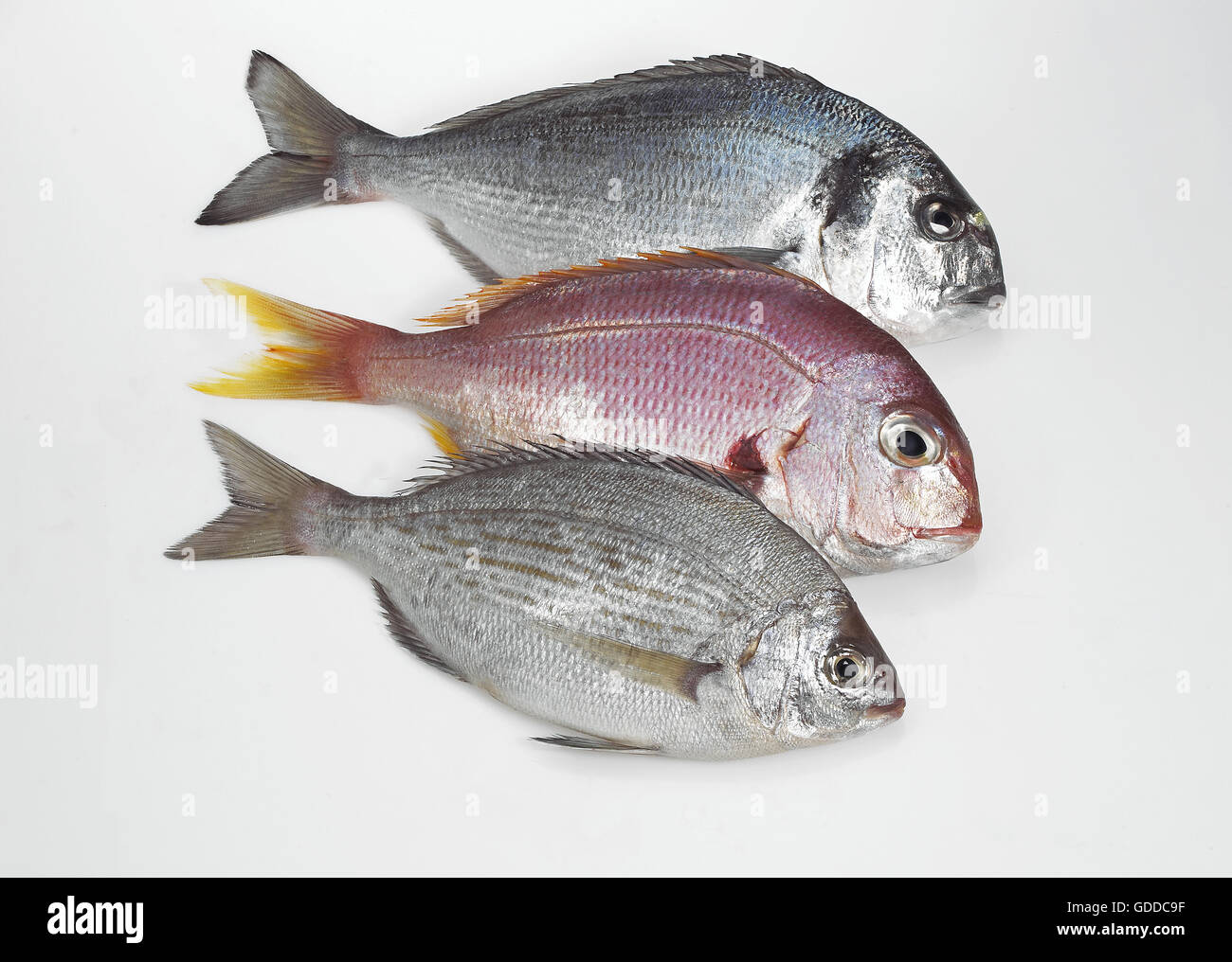 Fresh Fishes, Red Sea Bream, pagellus bogaraveo and Grey Sea Bream ...