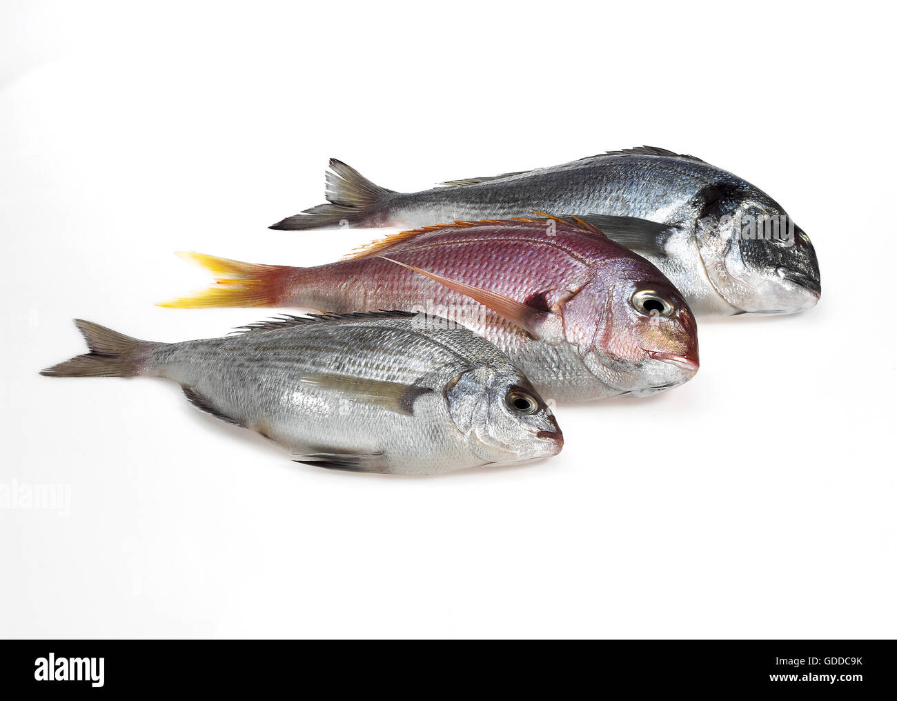 Red sea bream hi-res stock photography and images - Alamy