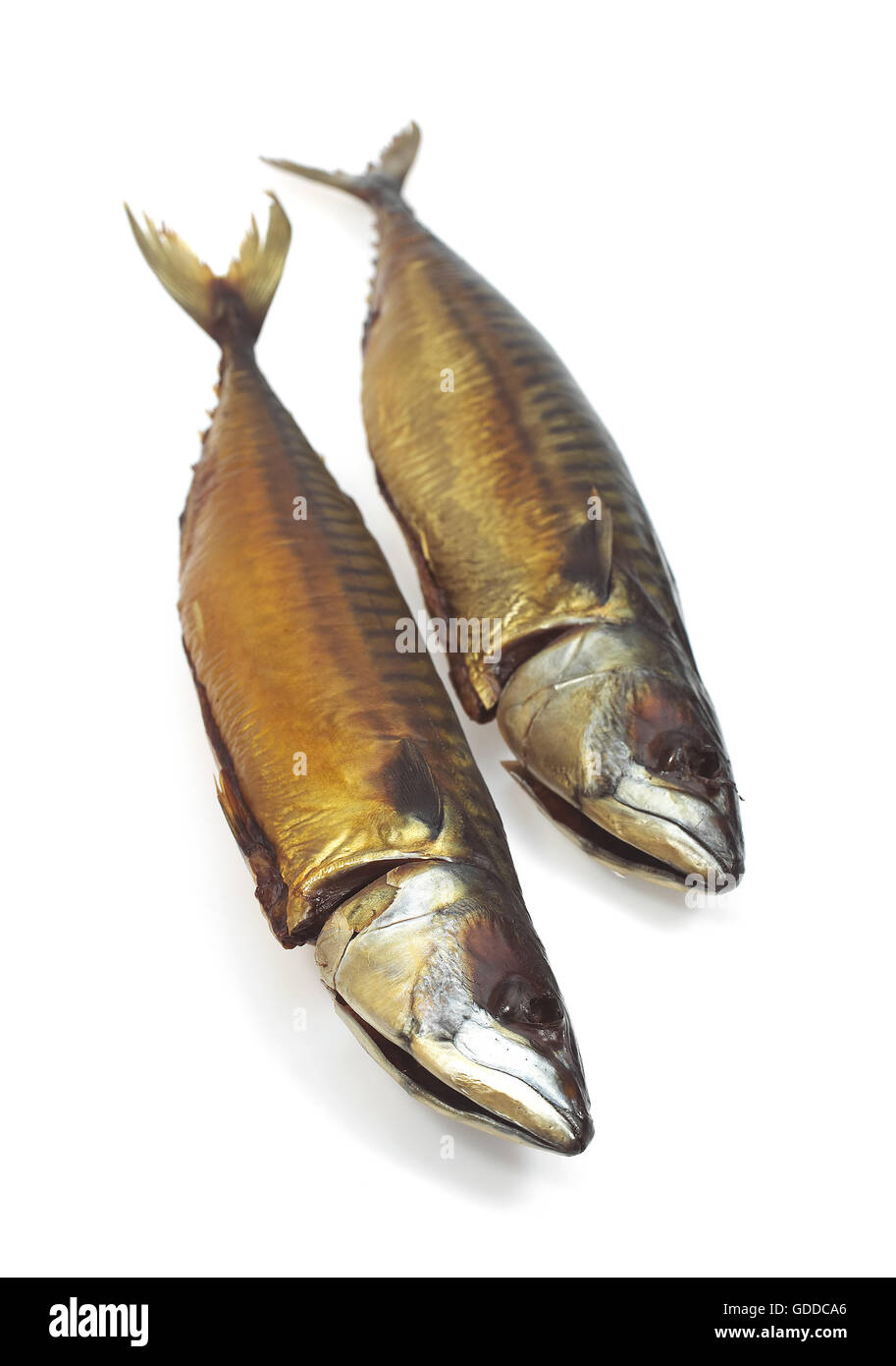 Atlantic mackerel scomber scombrus Cut Out Stock Images & Pictures - Alamy