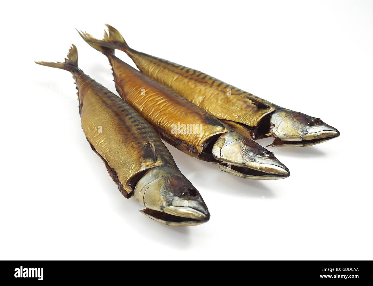 Atlantic mackerel scomber scombrus Cut Out Stock Images & Pictures - Alamy