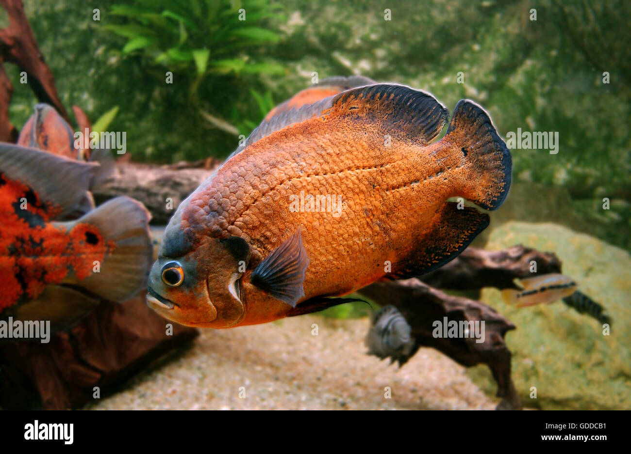 Giant Oscar Fish