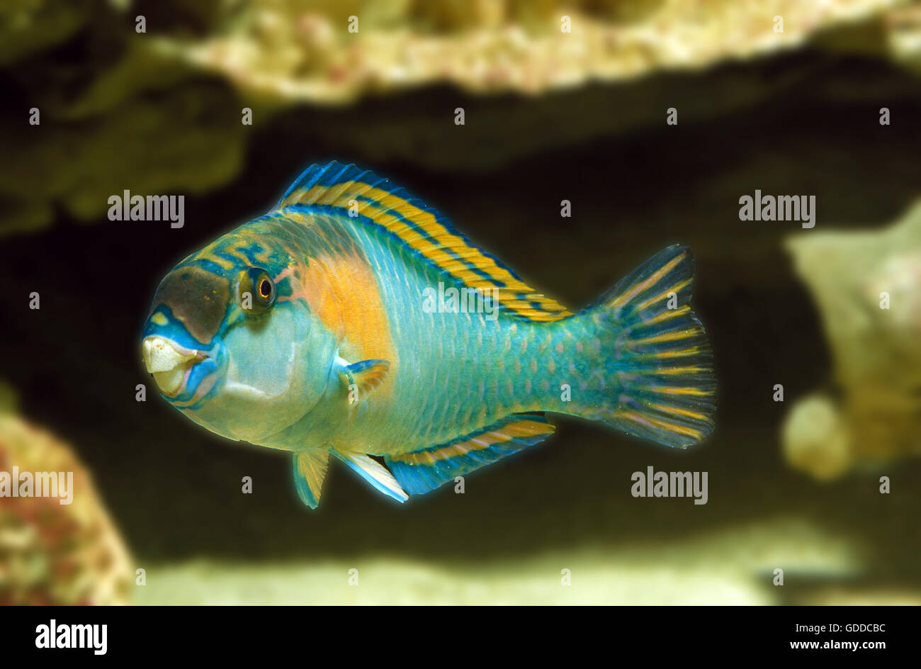 Australia parrot fish hi-res stock photography and images - Alamy