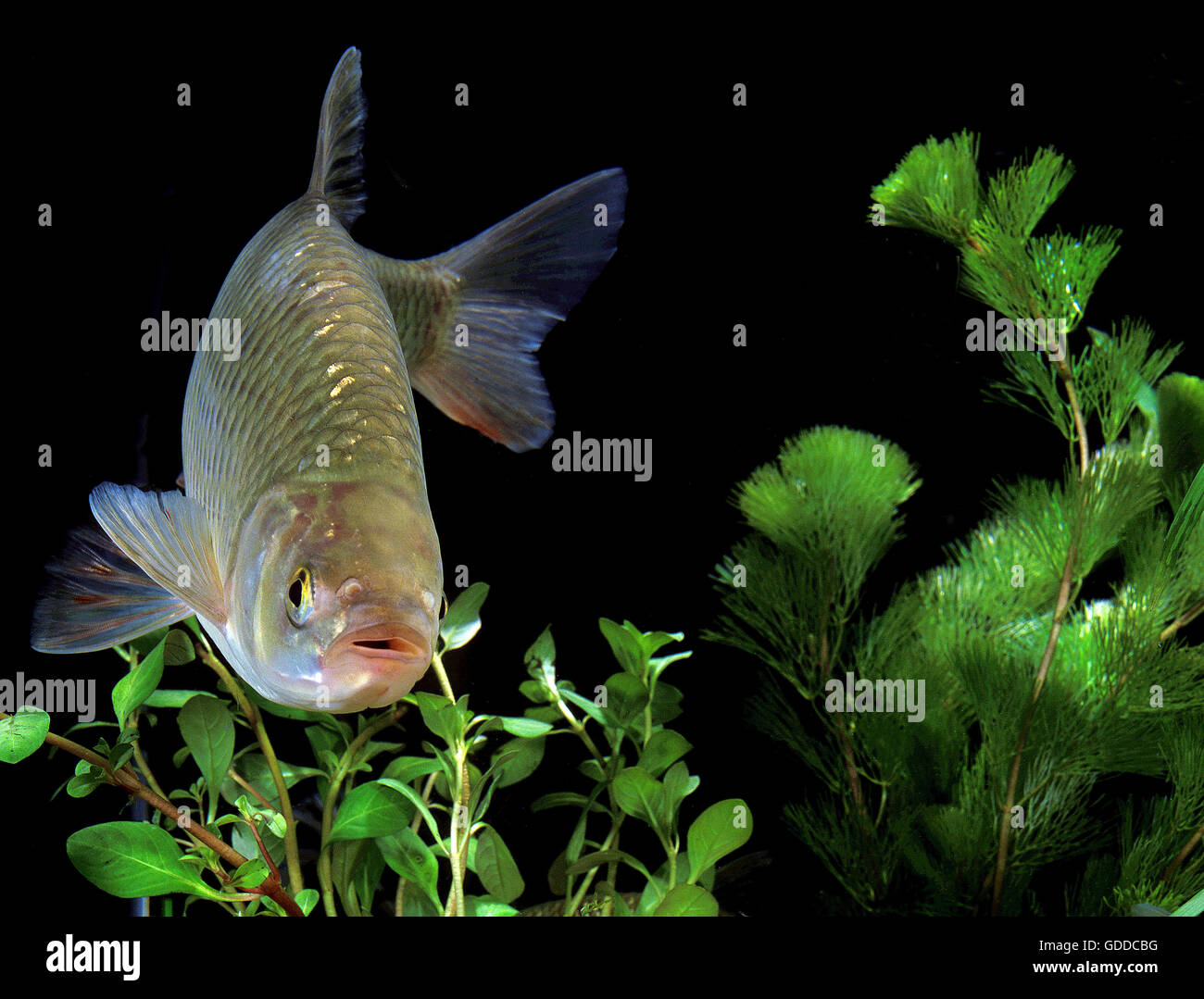 RUDD scardinius erythrophthalmus Stock Photo - Alamy