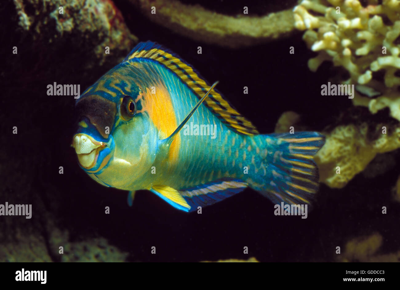 Parrot fish hi-res stock photography and images - Alamy