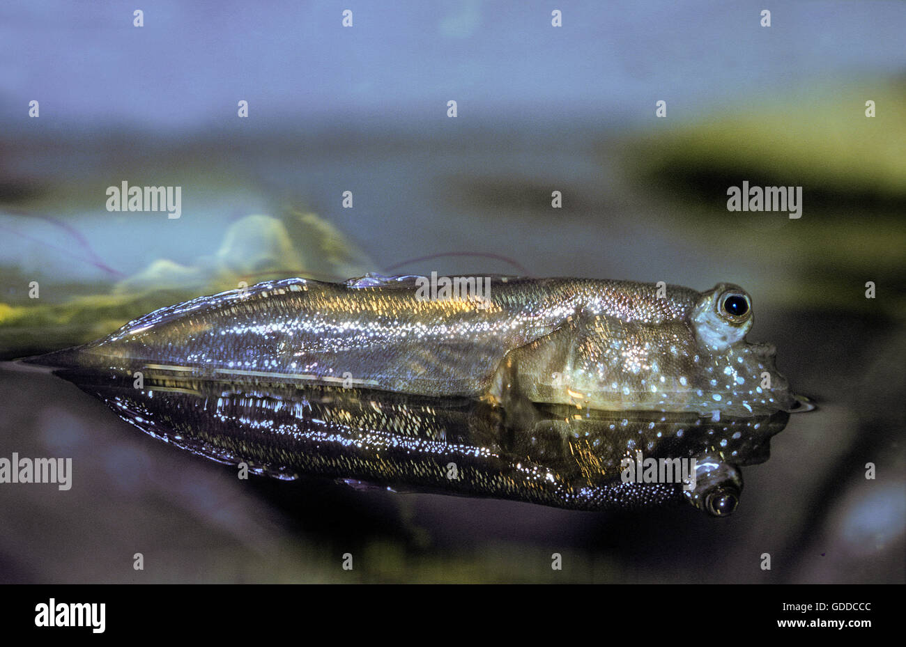 Periophthalmus Sp High Resolution Stock Photography and Images - Alamy