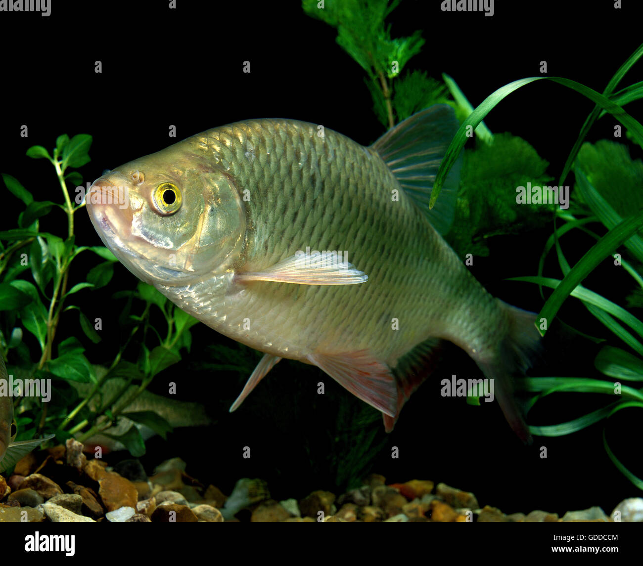 Scardinius erythrophthalmus fish hi-res stock photography and images ...