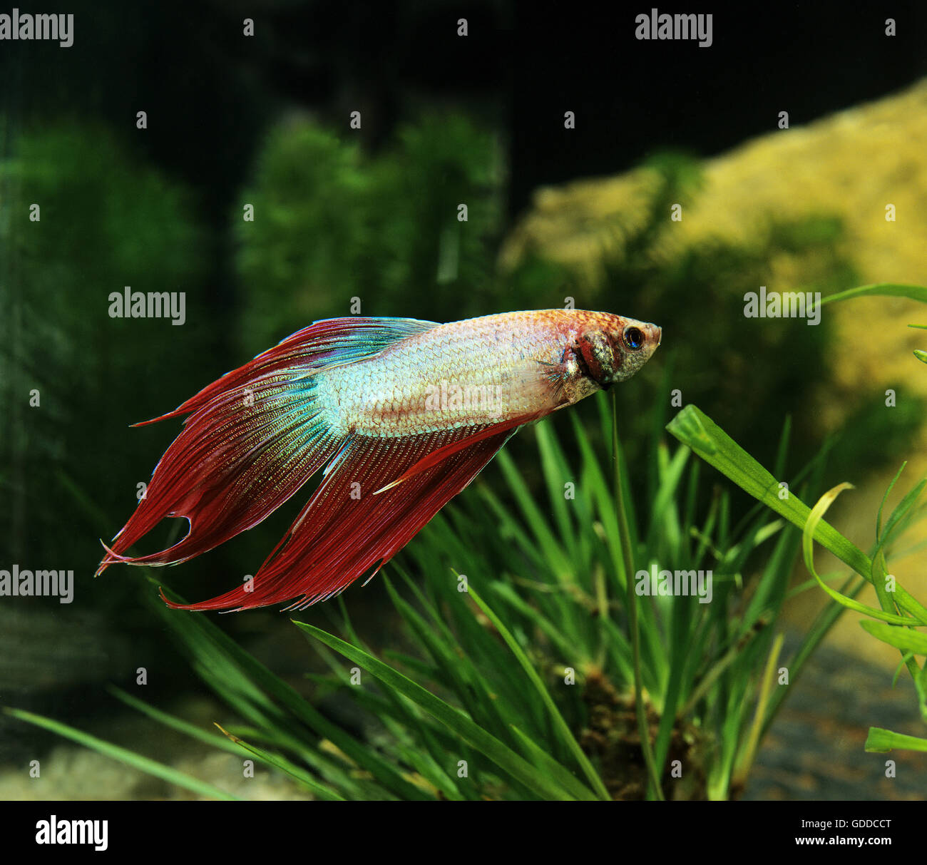 Betta splendens hi-res stock photography and images - Alamy