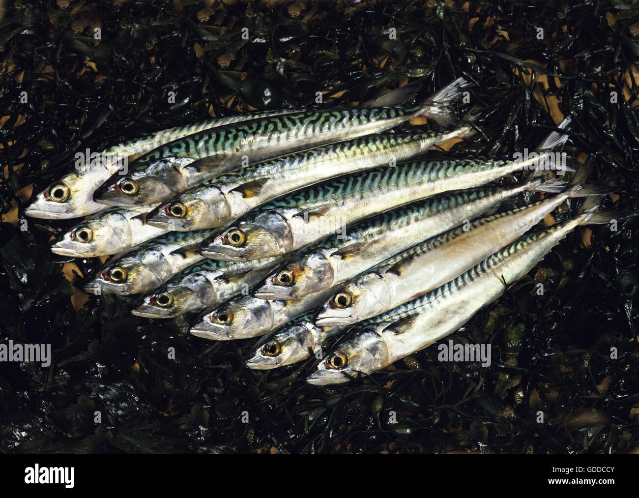 Atlantic mackerel scomber scombrus hi-res stock photography and images ...
