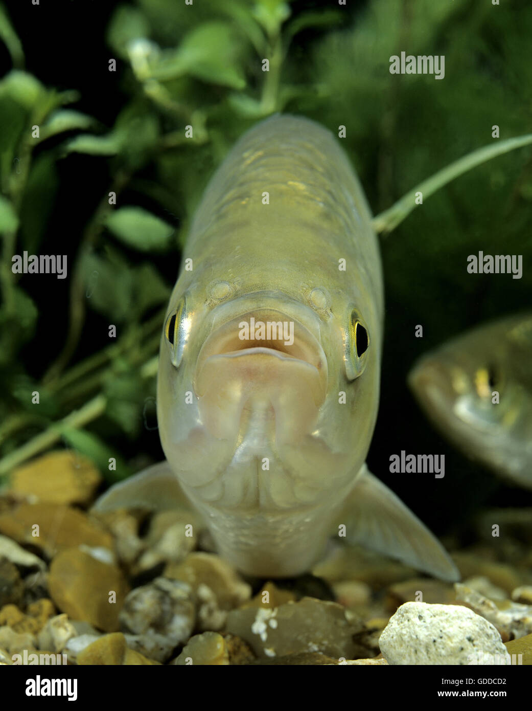 Scardinius erythrophthalmus fish hi-res stock photography and images ...