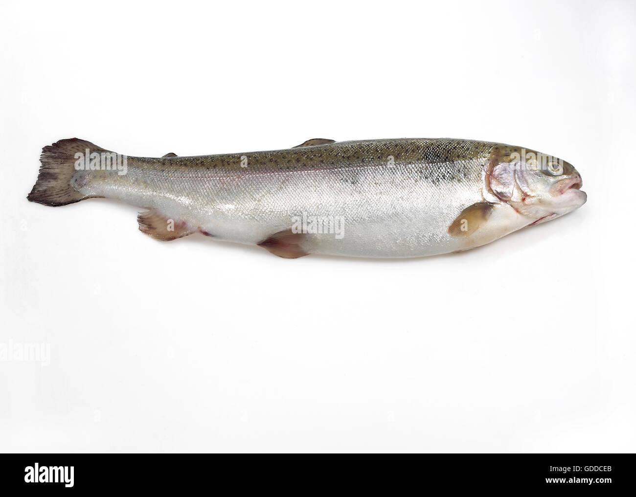 FRESH SEA TROUT salmo trutta trutta AGAINST WHITE BACKGROUND Stock ...