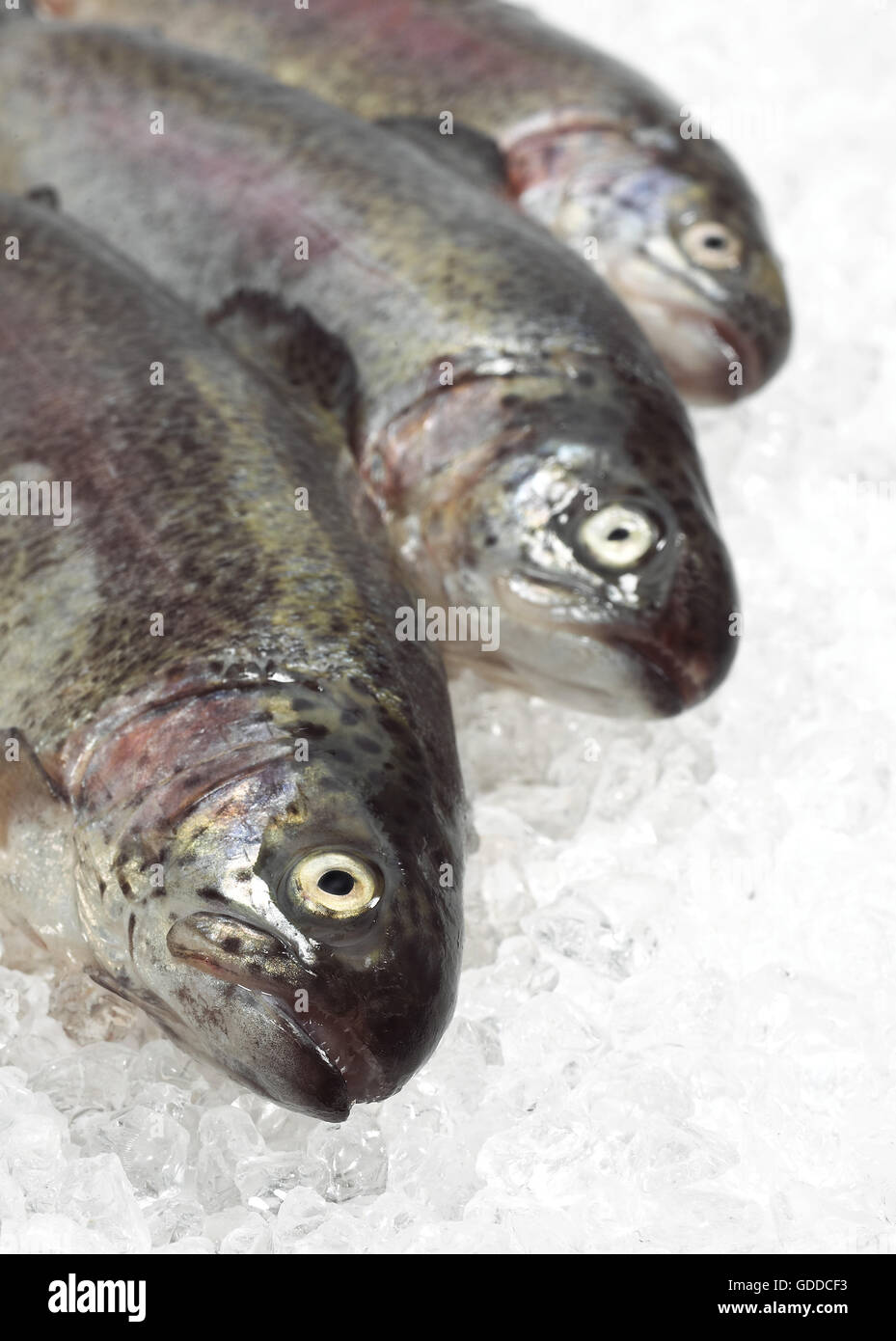 Trout ice fish colour hi-res stock photography and images - Alamy