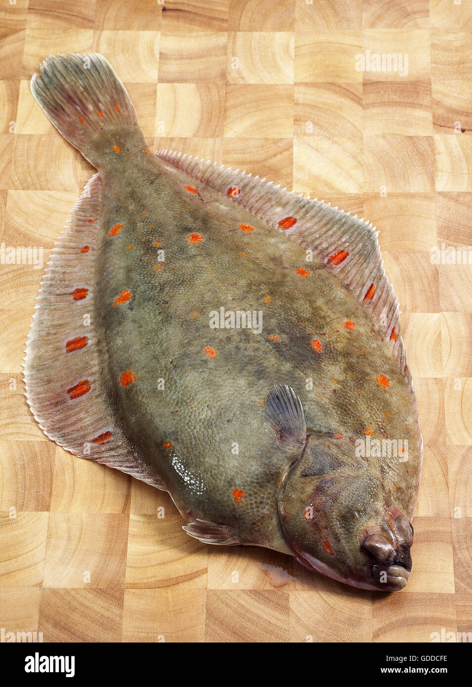 Platessa pleuronectes hi-res stock photography and images - Alamy