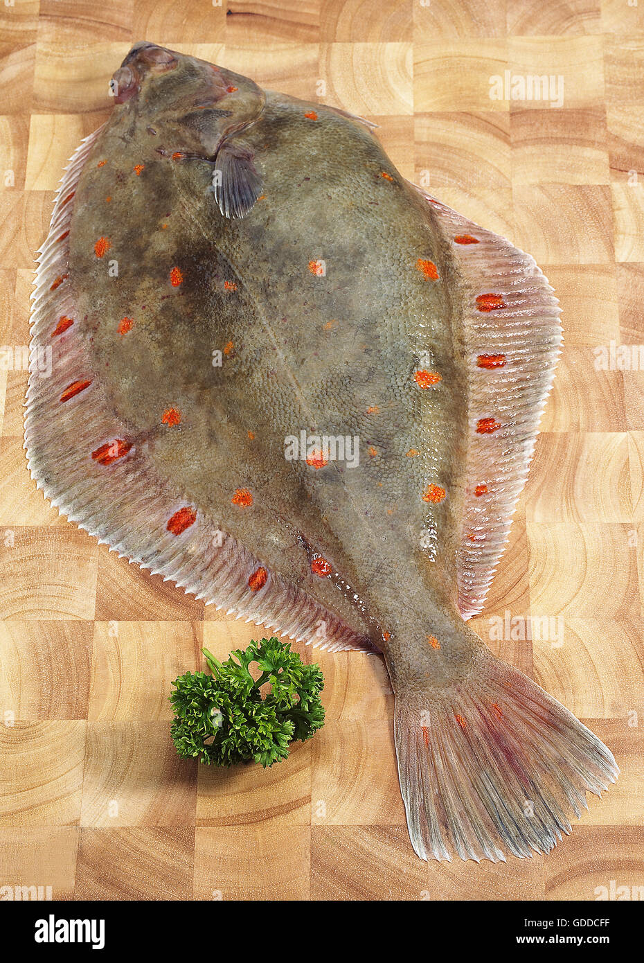 FRESH PLAICE pleuronectes platessa SITH PERSLEY Stock Photo - Alamy