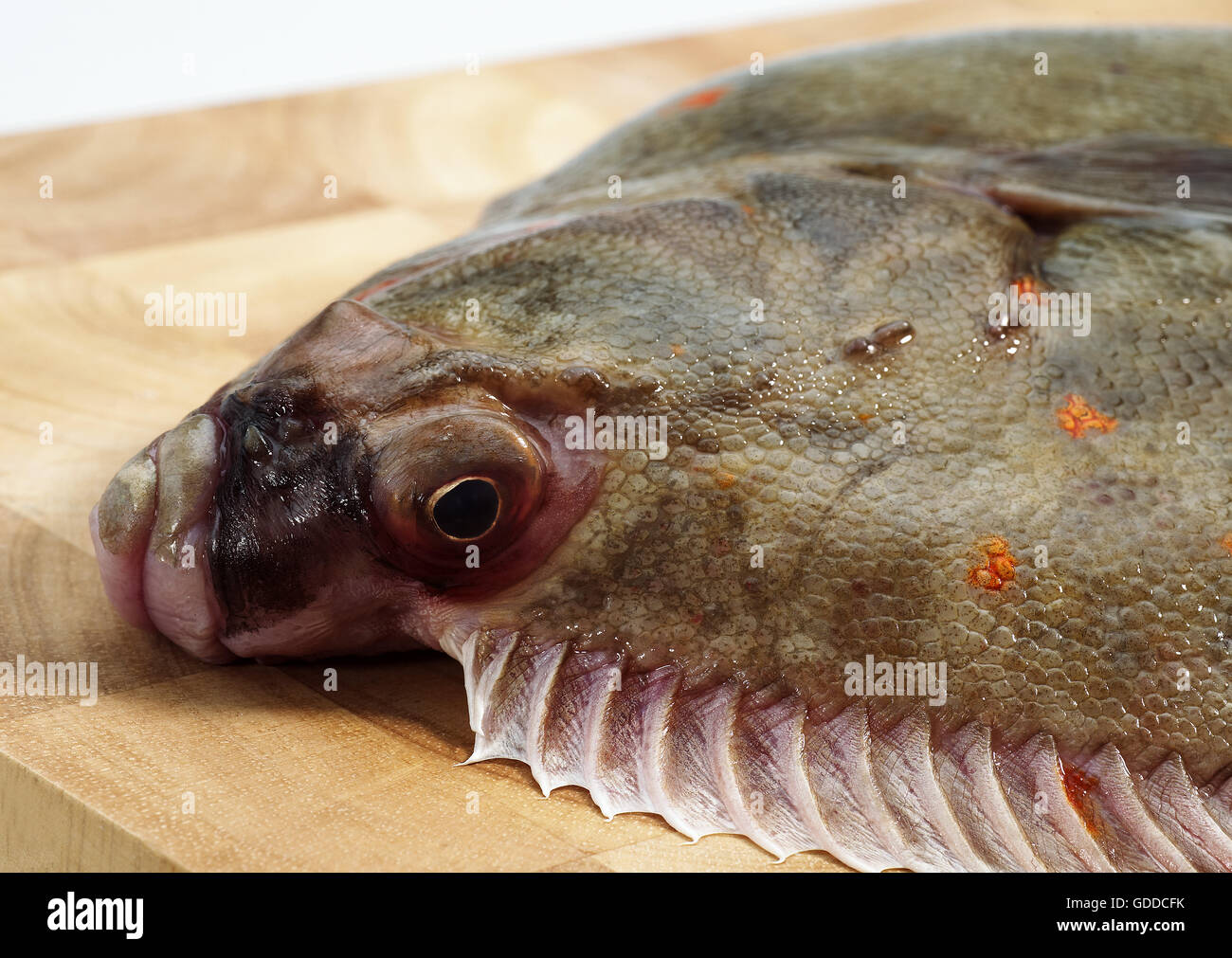 Pleuronectes platessa hi-res stock photography and images - Alamy