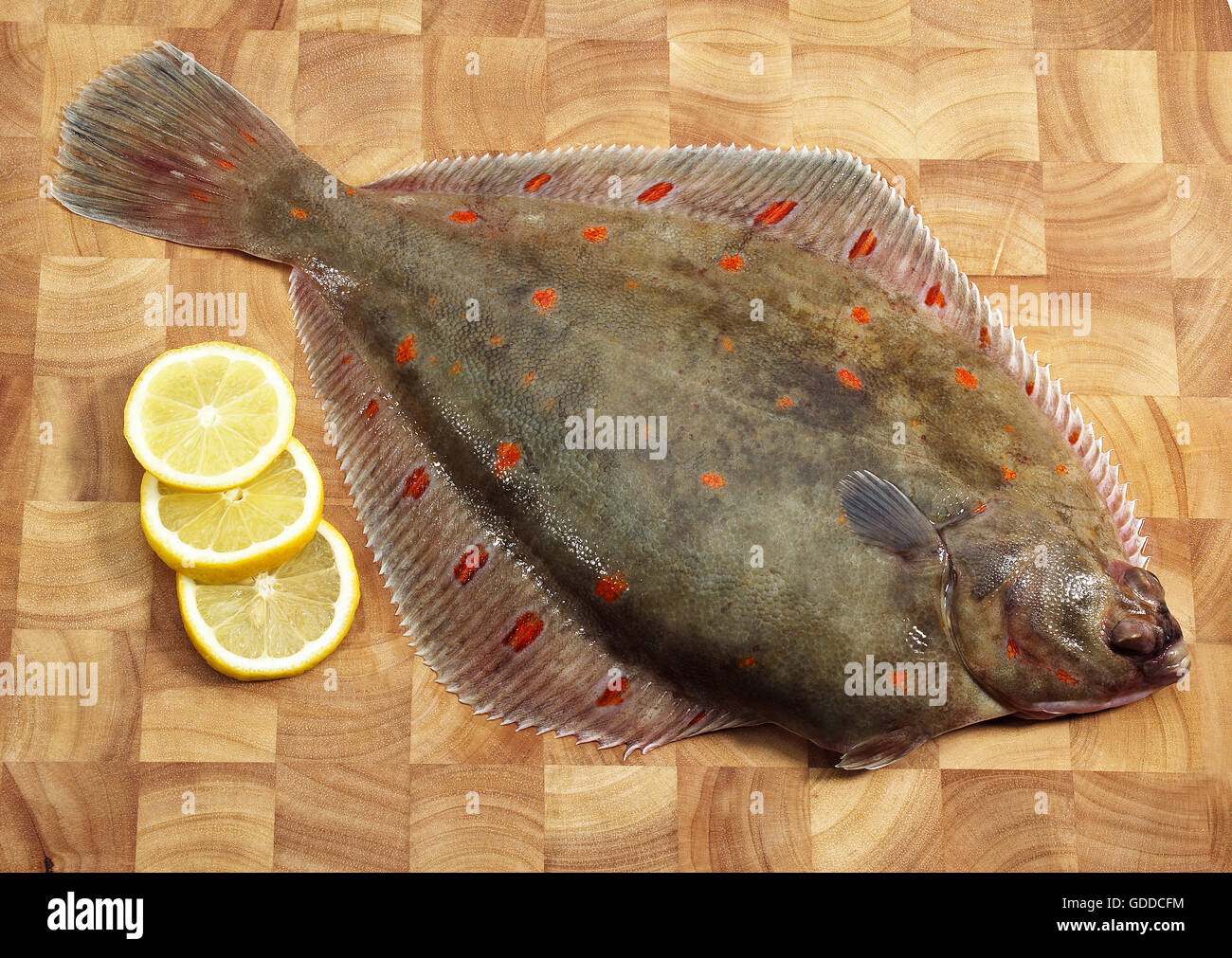 European plaice fish pleuronectes platessa hi-res stock photography and ...