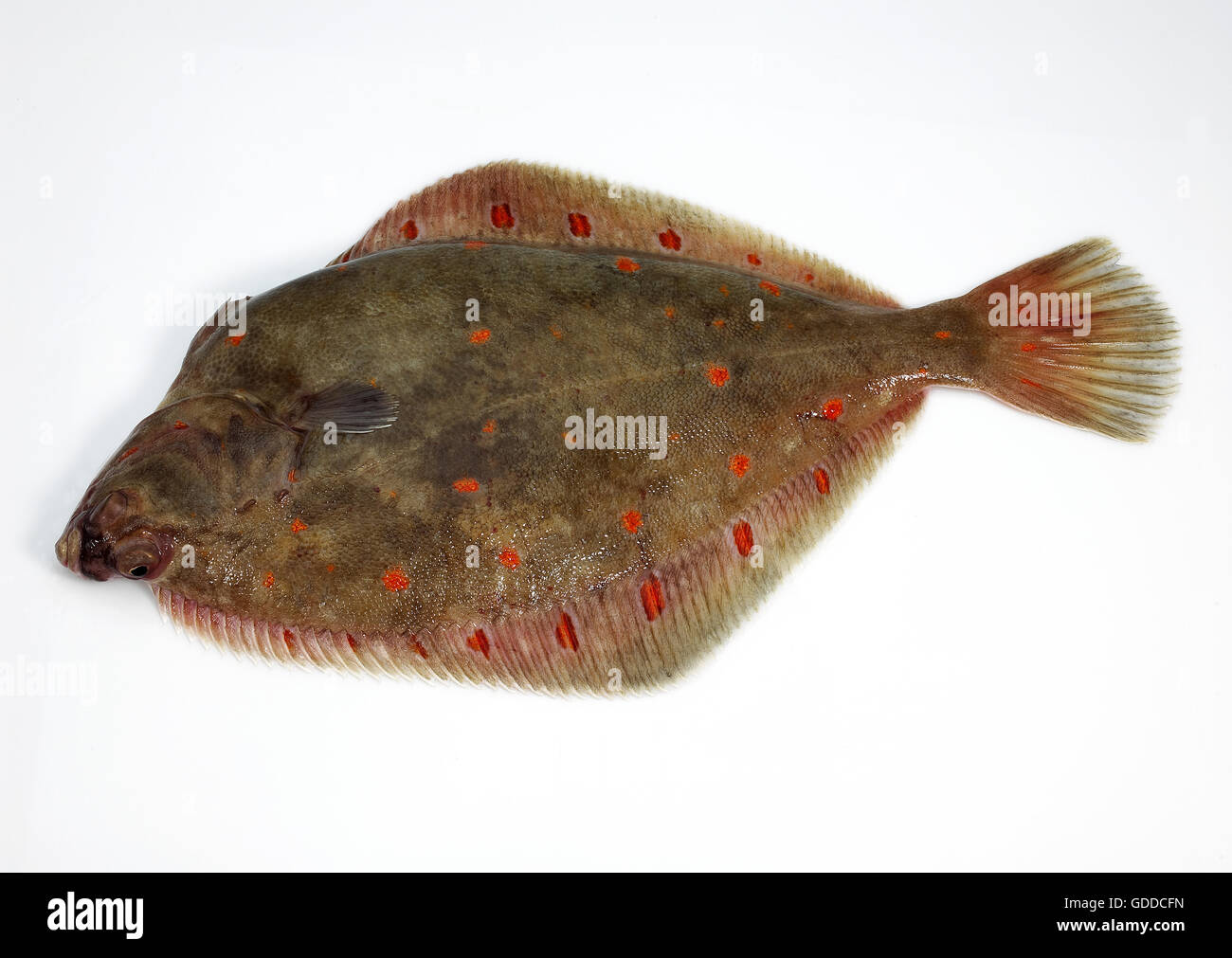 FRESH PLAICE pleuronectes platessa AGAINST WHITE BACKGROUND Stock Photo ...
