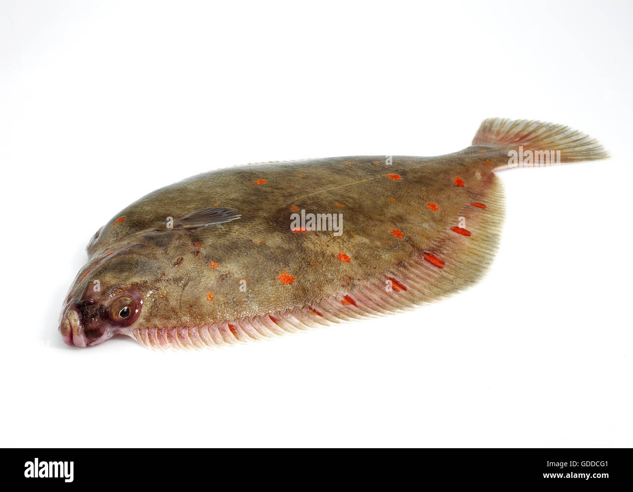 FRESH PLAICE pleuronectes platessa AGAINST WHITE BACKGROUND Stock Photo ...
