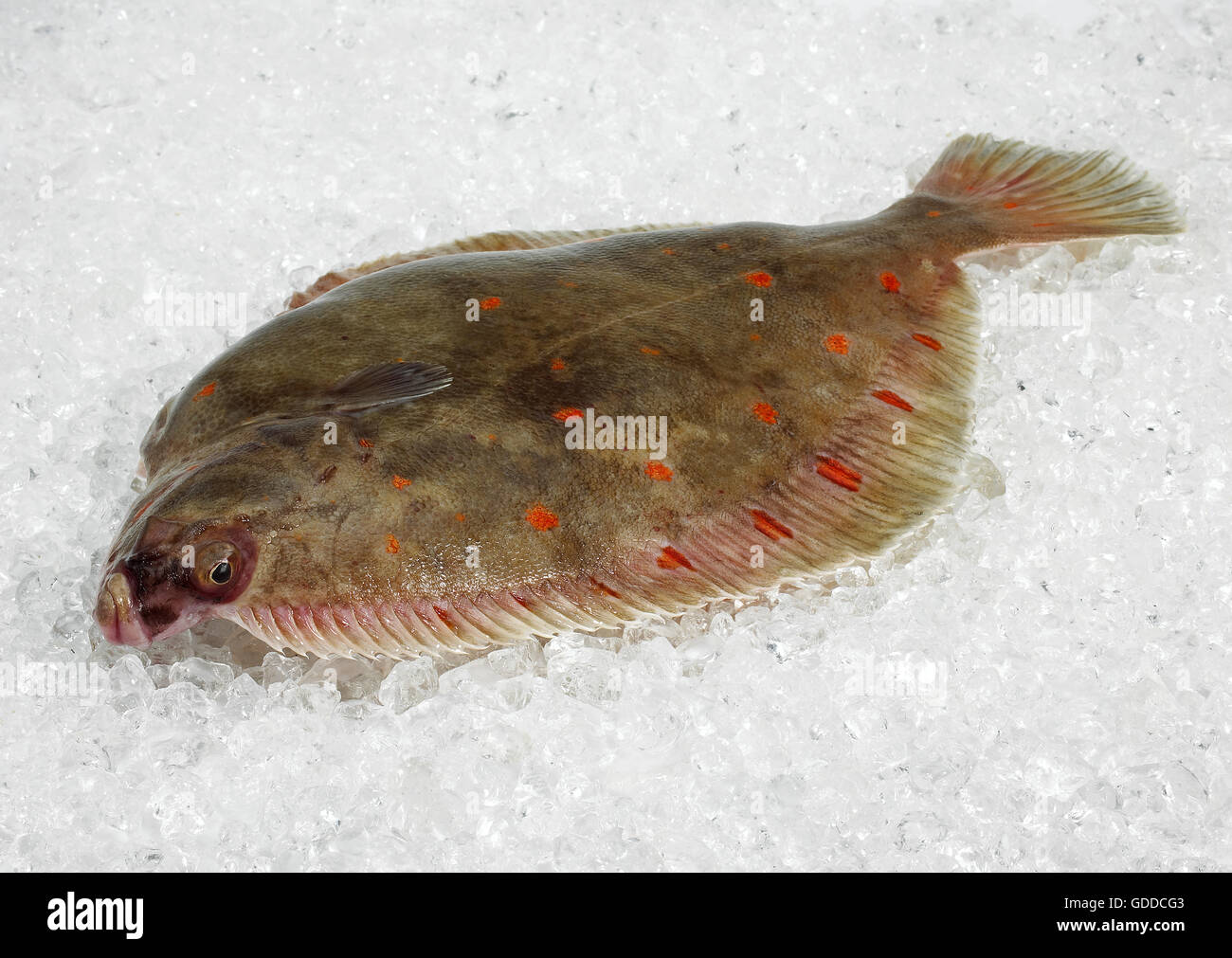 FRESH PLAICE pleuronectes platessa ON ICE Stock Photo - Alamy