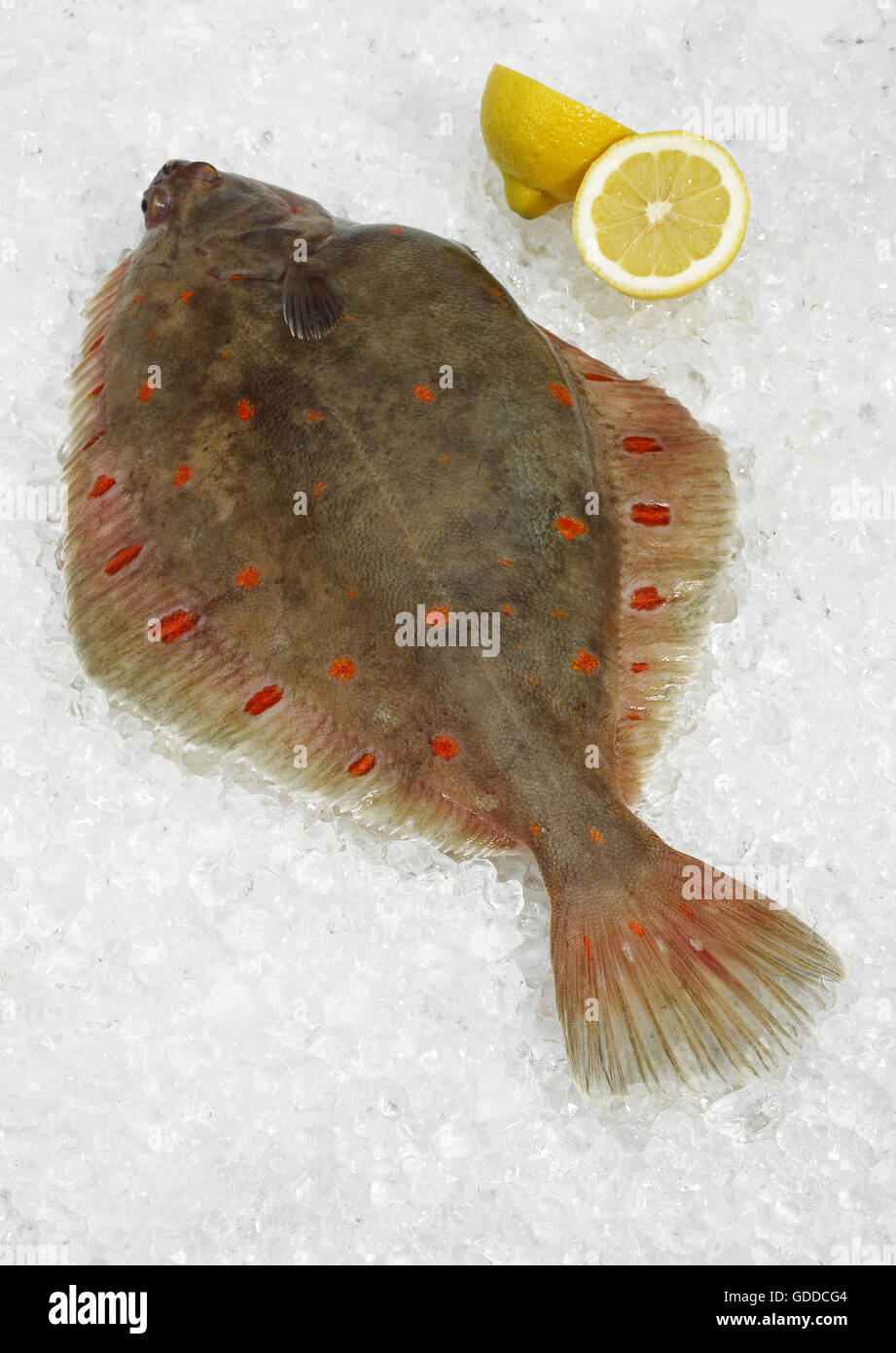 The high plaice hi-res stock photography and images - Alamy