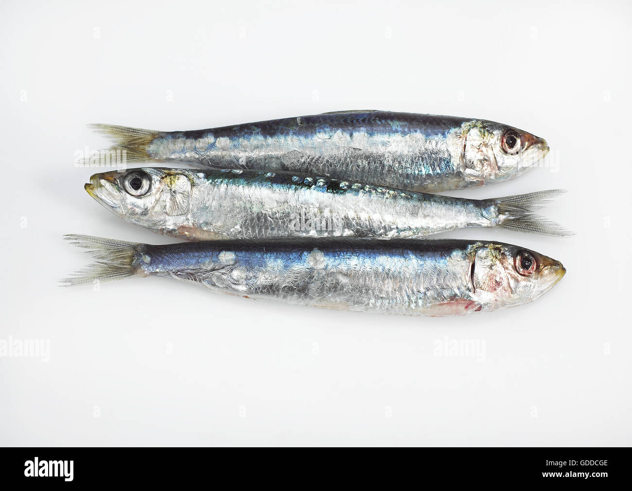 FRESH SARDINES AGAINST WHITE BACKGROUND Stock Photo - Alamy