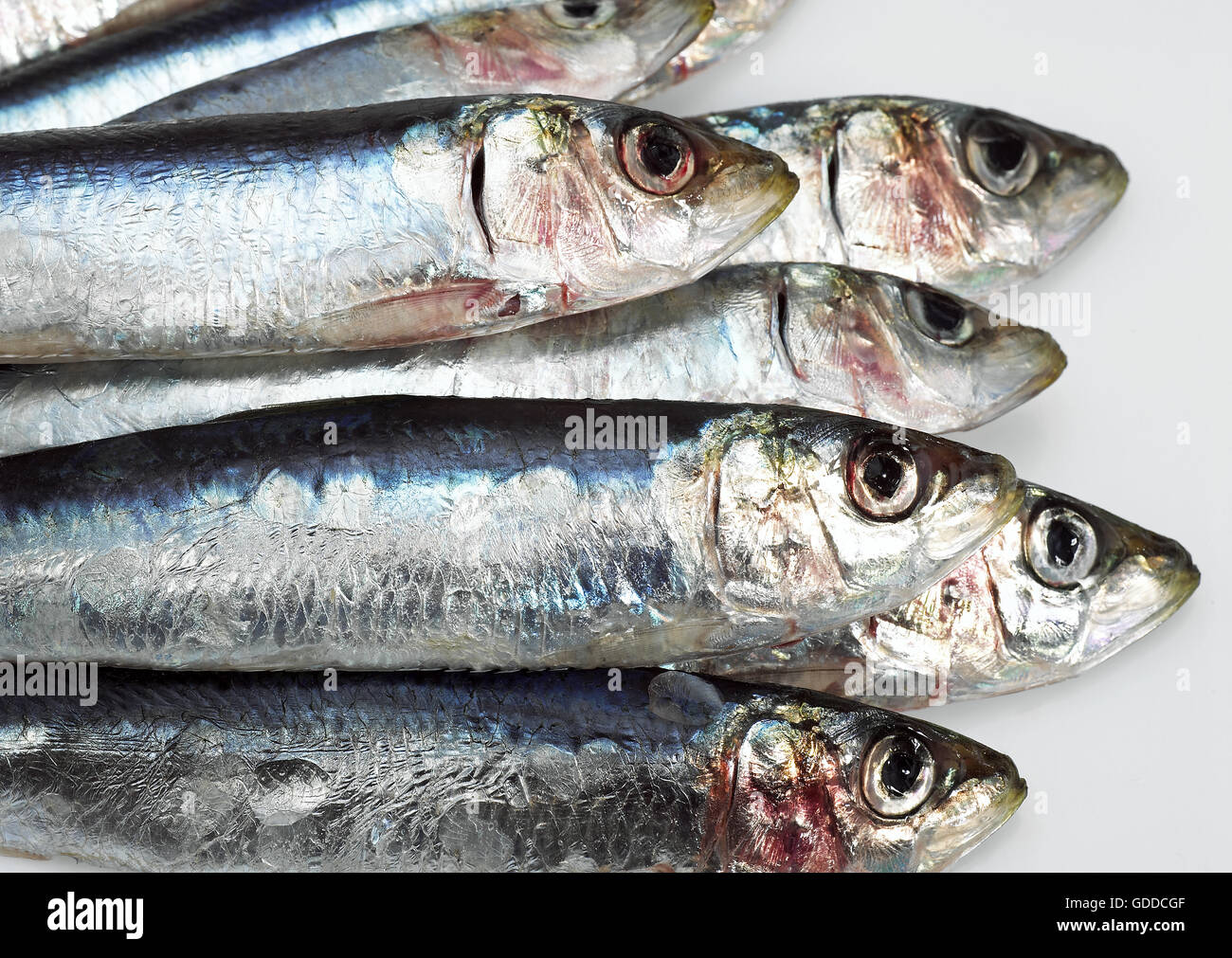 Fresh Sardines, sardina sp. against white Background Stock Photo - Alamy