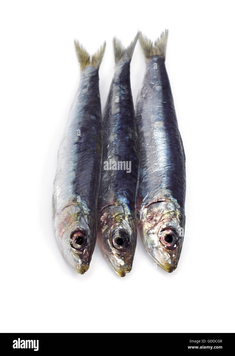 Fresh Sardines, sardina sp. against white Background Stock Photo - Alamy