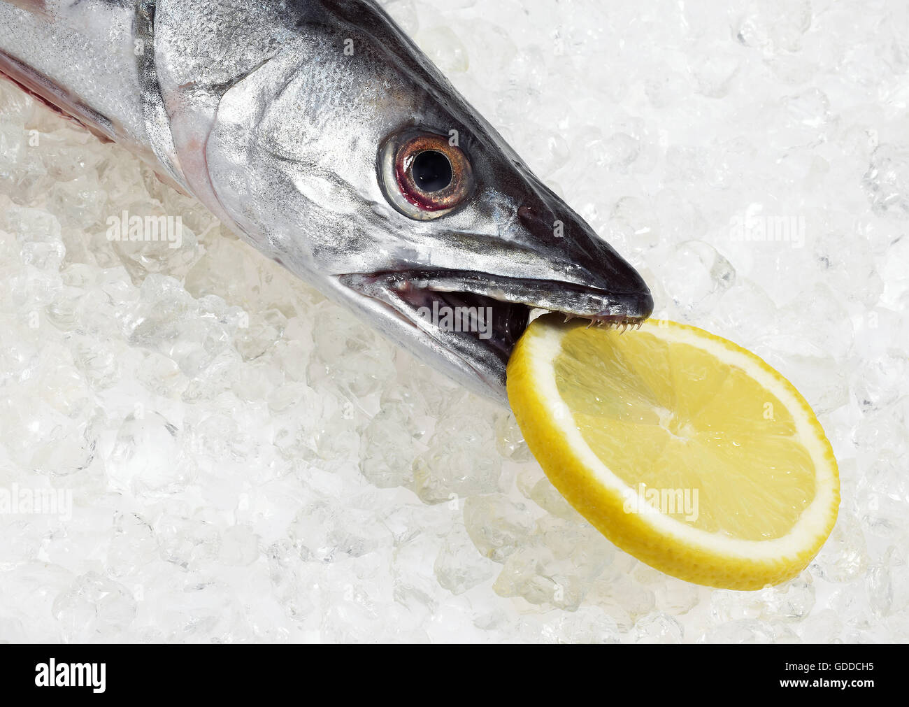 Hake fish on ice hi-res stock photography and images - Alamy
