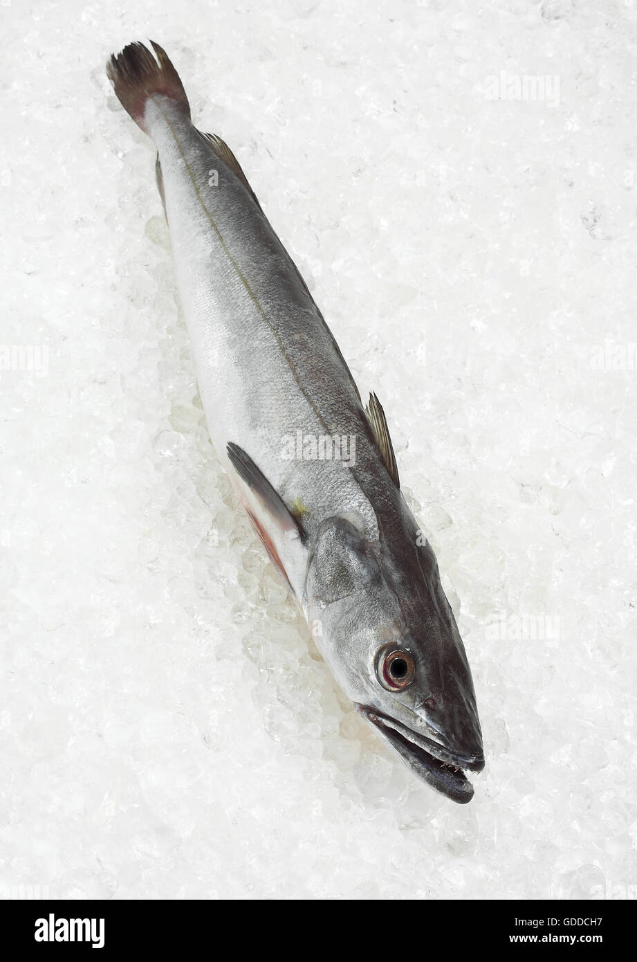 FRESH HAKE ON ICE Stock Photo - Alamy