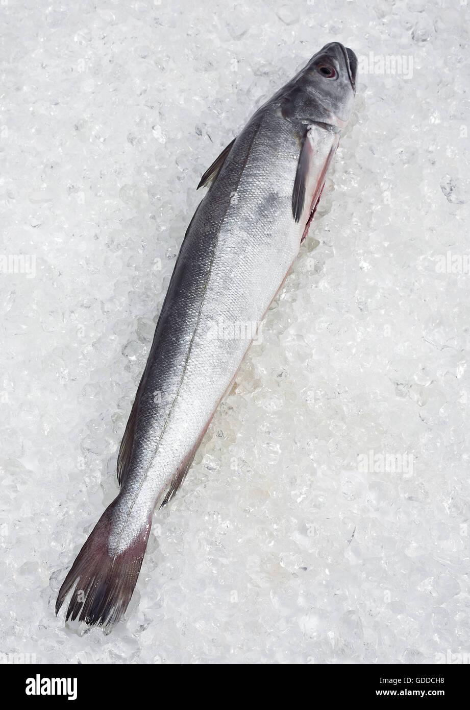 Hakes fish hi-res stock photography and images - Alamy