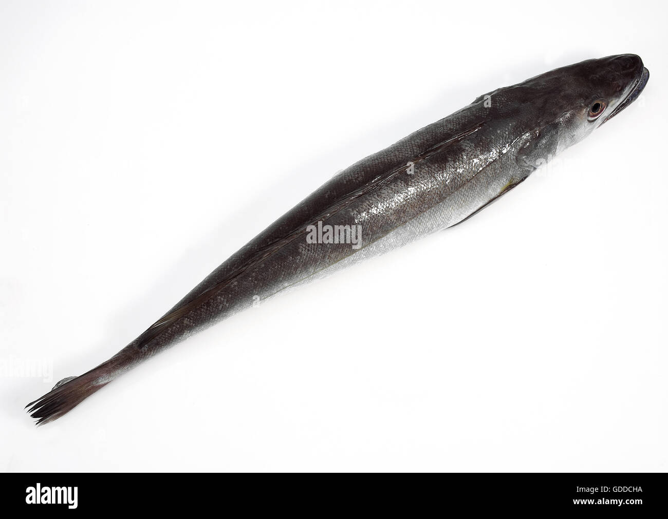 White hake hi-res stock photography and images - Alamy