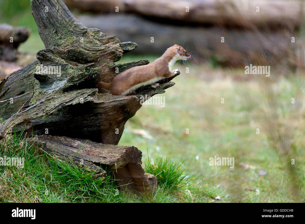 Stoat spring hi-res stock photography and images - Alamy