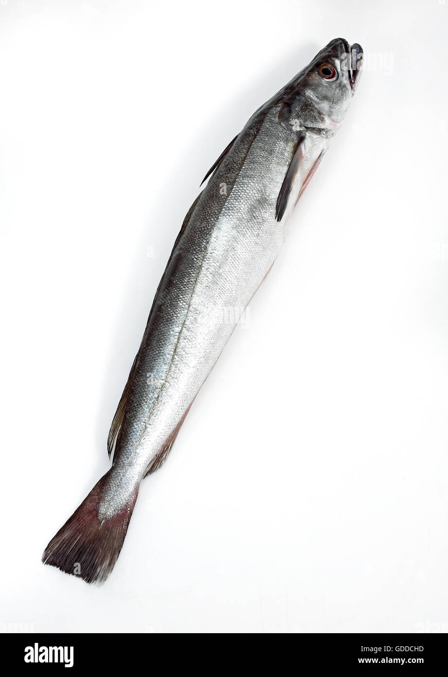 Hakes fish hi-res stock photography and images - Alamy
