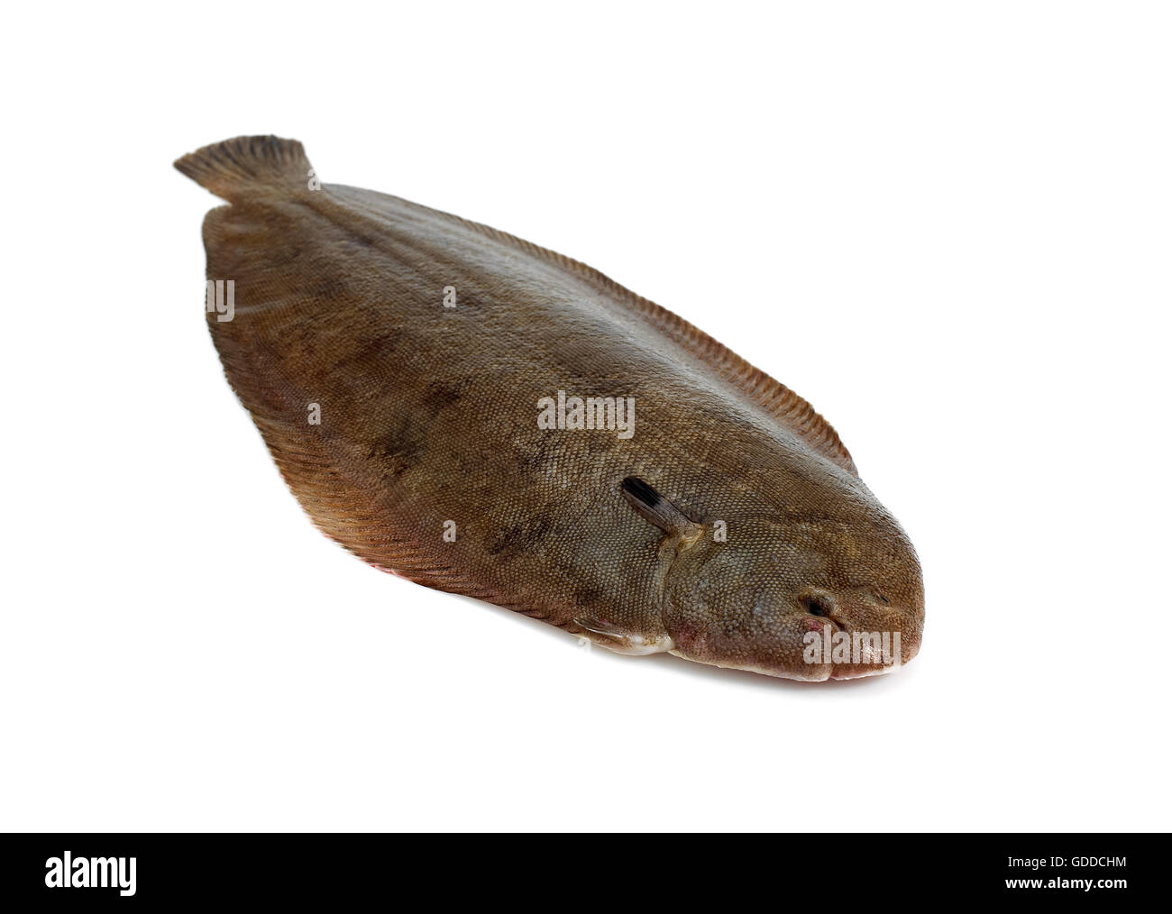 Sole Fish, solea solea, Fresh Fish against White Background Stock Photo ...
