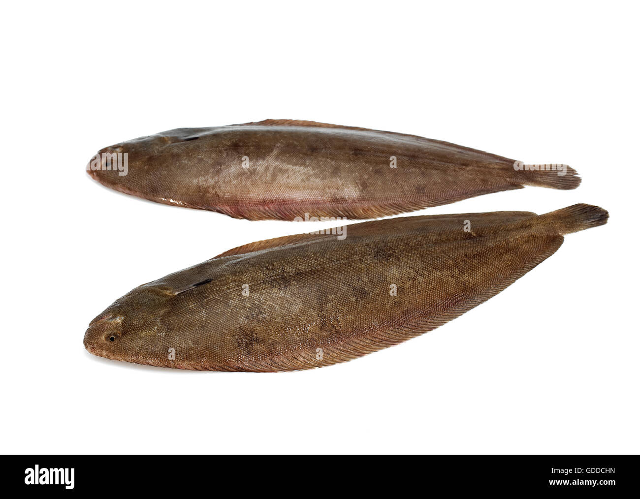 FRESH SOLE FISH solea solea AGAINST WHITE BACKGROUND Stock Photo - Alamy