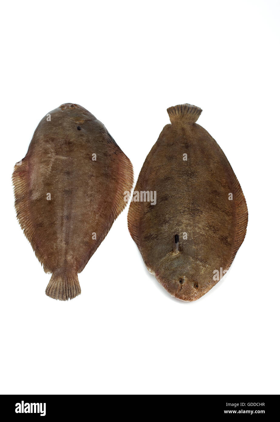 Fresh Sole, solea solea against White Background Stock Photo - Alamy