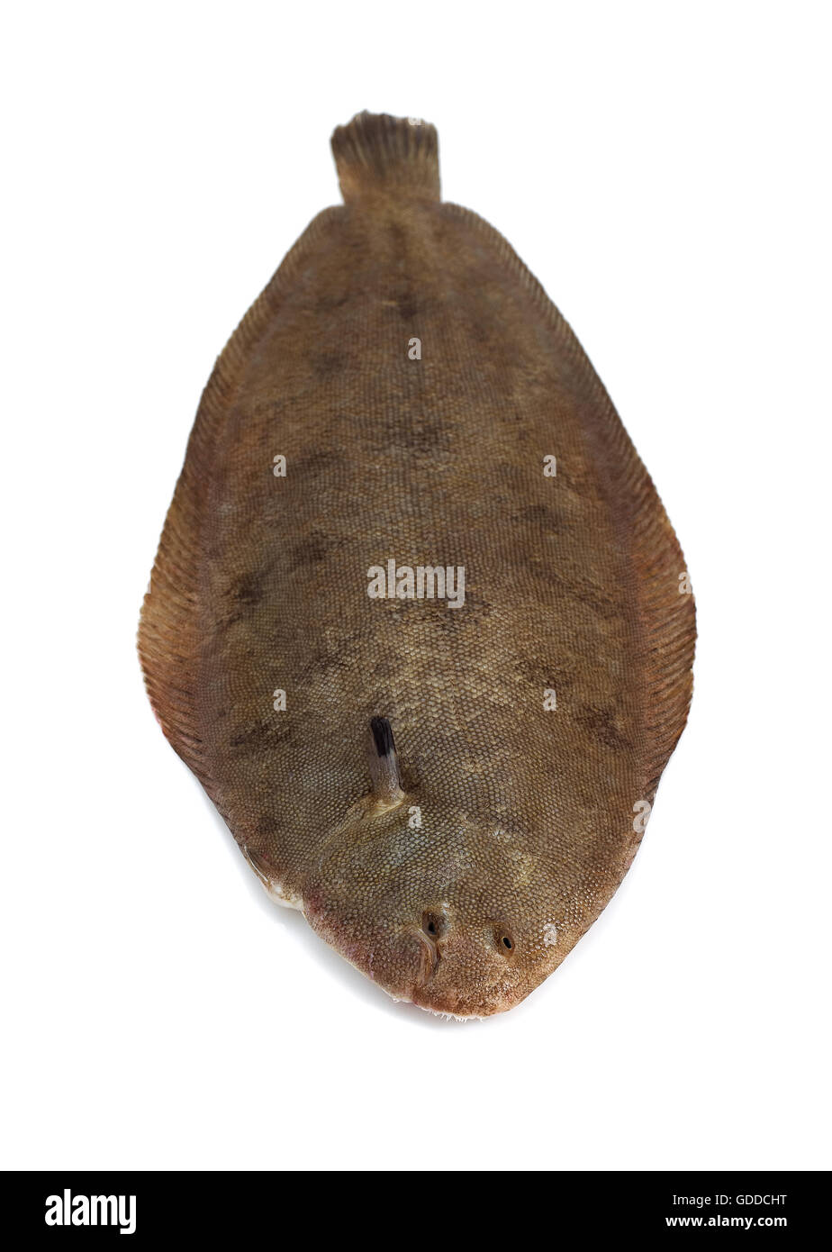 FRESH SOLE FISH solea solea AGAINST WHITE BACKGROUND Stock Photo - Alamy