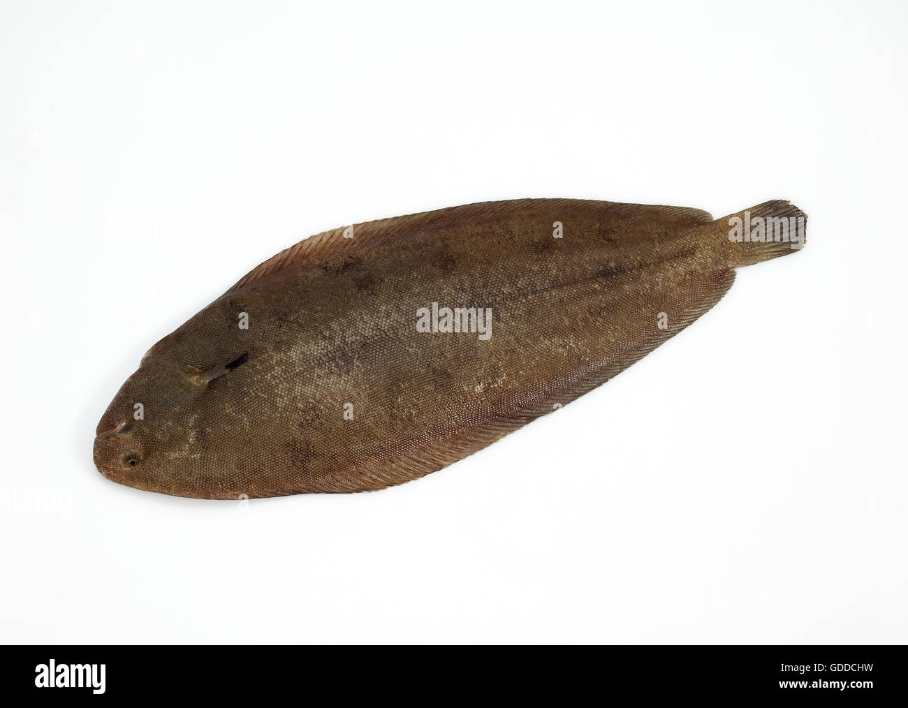 Fresh Sole, solea solea against White Background Stock Photo - Alamy