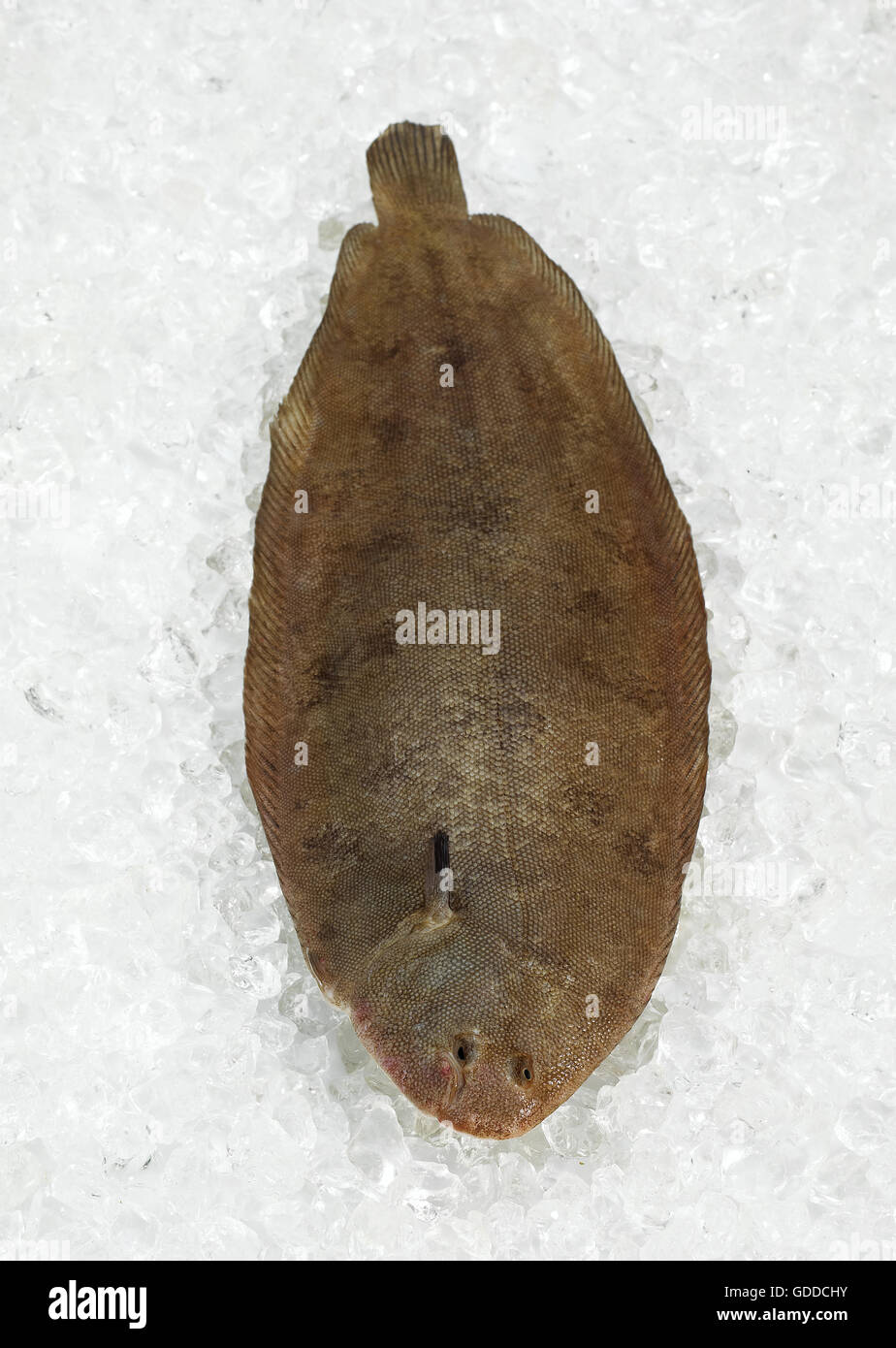 FRESH SOLE FISH solea solea ON ICE Stock Photo - Alamy